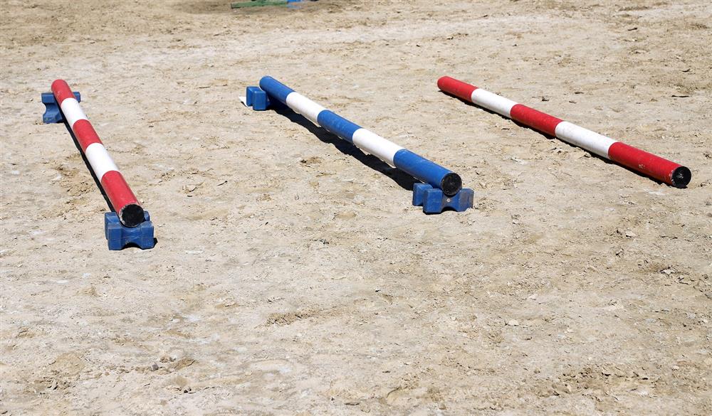 4 Pole Work Exercises for Your Horse | Groundwork | Feedmark | Feedmark