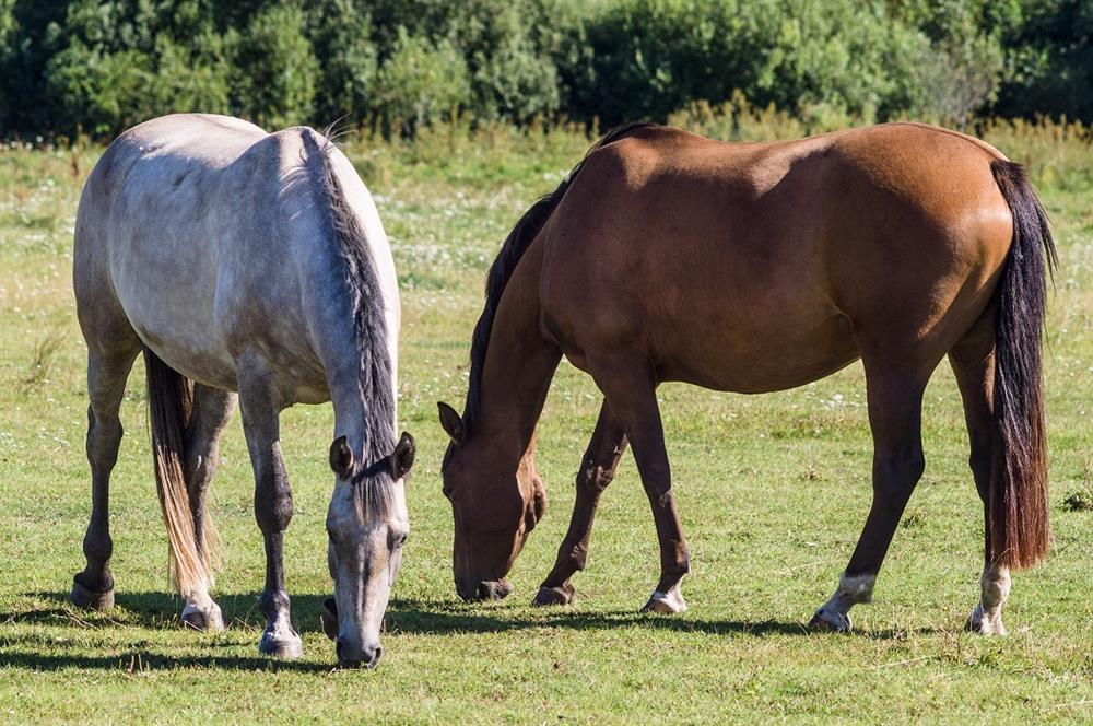 Managing an Overweight Horse | Feedmark Nutritionist | Feedmark