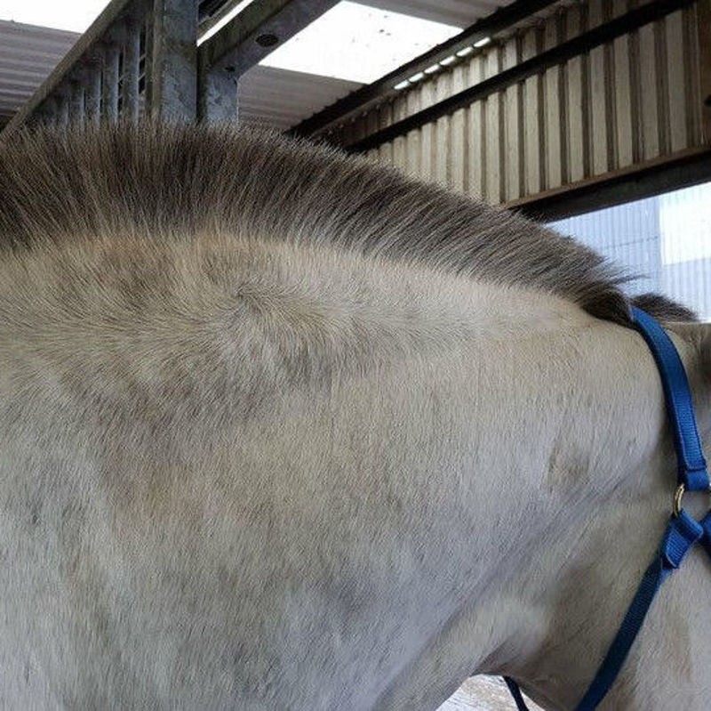 Equine metabolic syndrome English Knowledge Base | Feedmark EU