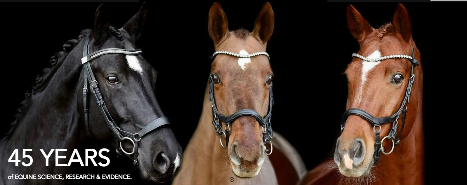 Horse Supplement | Feedmark EU