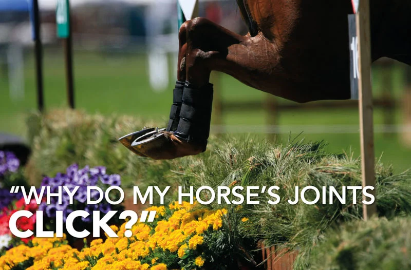 Why Do My Horses Joints Click | Equine Science Matters | Feedmark ...
