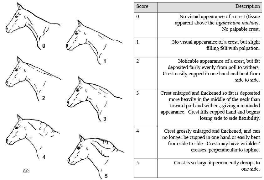 Equine metabolic syndrome English Knowledge Base | Feedmark EU